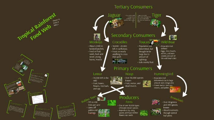 Tropical Rainforest Food Web by Mason Williams on Prezi