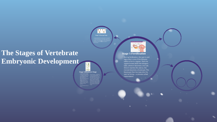 The Stages of Vertebrate Embryonic Development by charlie keena on Prezi
