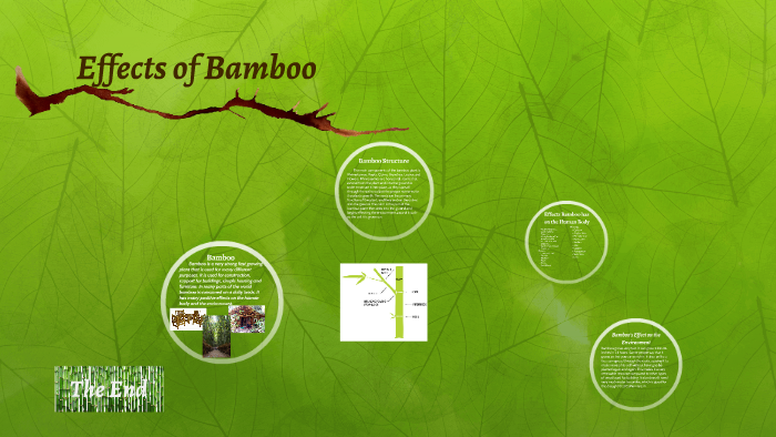 Effects of Bamboo on Humans by elizabeth phillips on Prezi