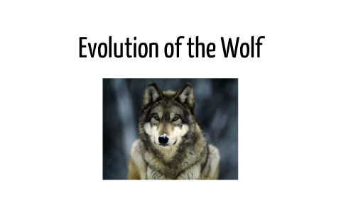Evolution of Wolves by Daniel Santiago on Prezi