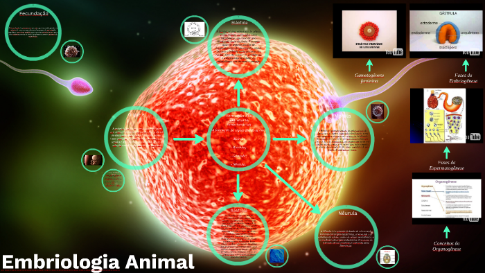 Embriologia Humana by Victor Damasceno on Prezi