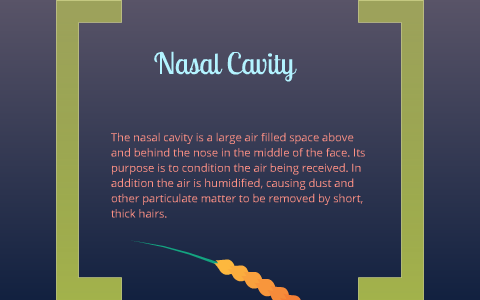 Respiratory System by Sunjay Samey on Prezi