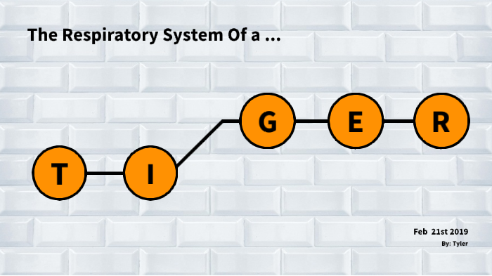 Respiratory System of a Tiger by Tyler Monette on Prezi