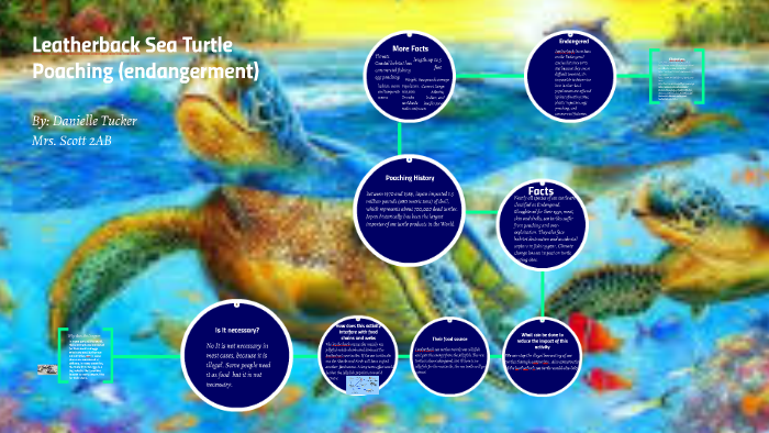 LeatherBack Sea Turtle Poaching by Danielle Tucker on Prezi