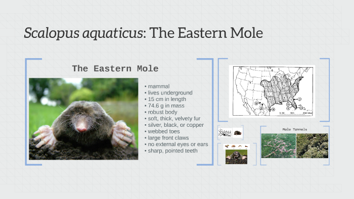 Scalopus aquaticus: The Eastern Mole by Carly Strickland