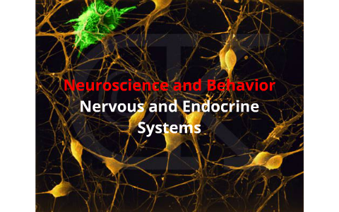 AP Psych- Nervous/Endocrine Systems by Talya Blatt