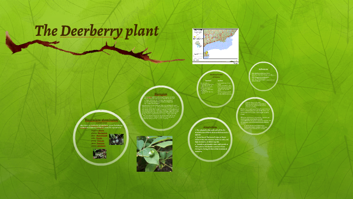 The Deerberry plant by abbey forbes on Prezi