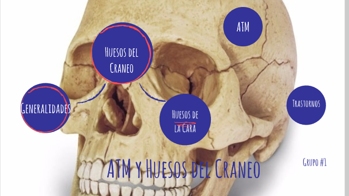 ATM y Huesos del Cráneo by Gaby Medina on Prezi