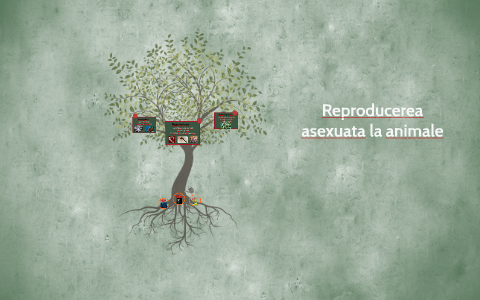 Reproducerea asexuata la animale by Lucian Aghei on Prezi