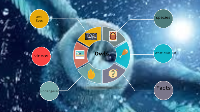 Facts about owls by REILLY HAYES on Prezi
