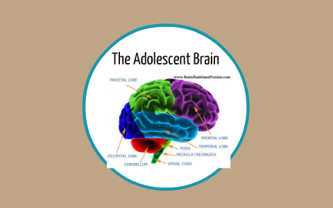 Adolescent Brain by Stephanie Utterback on Prezi