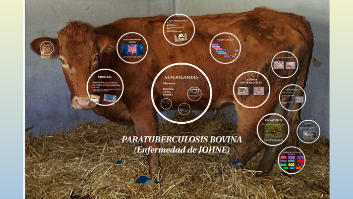 PARATUBERCULOSIS BOVINA by Alejandra Bermudez on Prezi