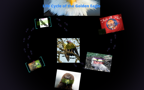 blake.evangelatos's life cycle of the Golden Eagle by blake evangelatos ...