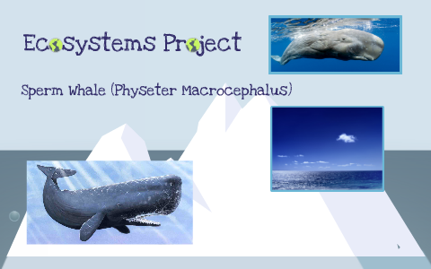 Ecosystems Project - peter jeong by Peter Jeong on Prezi