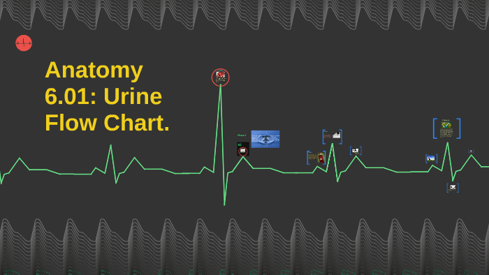Anatomy 6.01: Urine Flow Chart. by John Corrales on Prezi