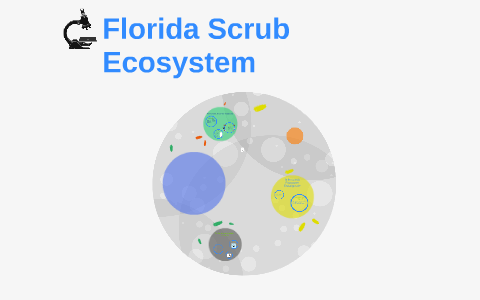Florida Scrub Ecosystem by Hannah Farah on Prezi