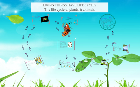 LIVING THINGS HAVE LIFE CYCLES by Stephanie Chalmers on Prezi