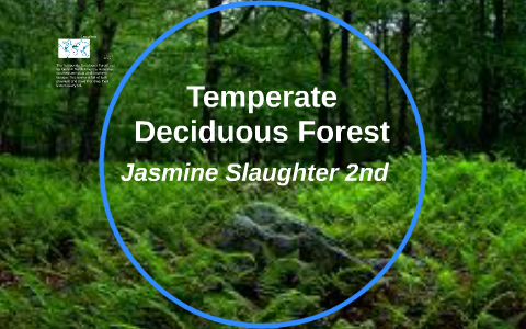 Temperate Deciduous Forest by Jay Slaughter on Prezi