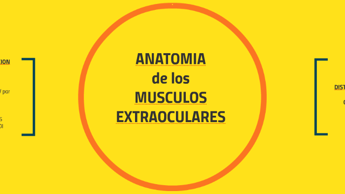 ANATOMIA de los MUSCULOS EXTRAOCULARES by Residentes Oftalmología COC ...
