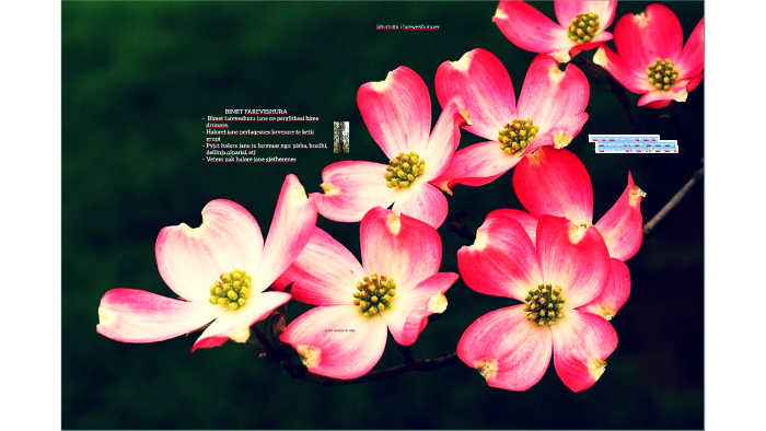 BIMET ENZORE ME FARE by niko polaki on Prezi