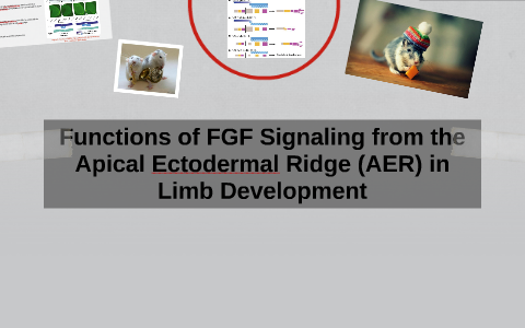 Functions of FGF Signalling from the Apical Ectodermal Ridge by Andrew ...