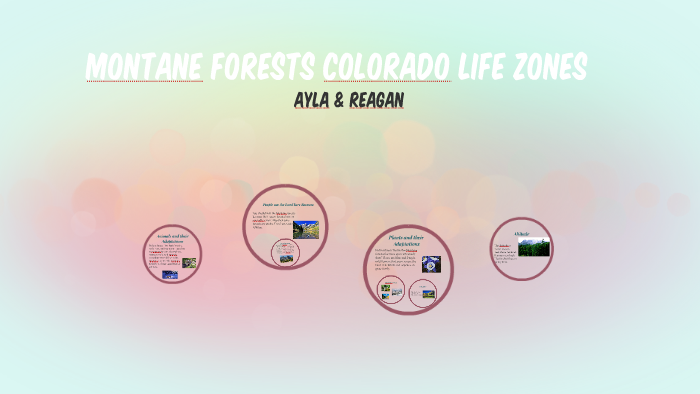 Montane forests colorado life zones by Lauren Beatty on Prezi
