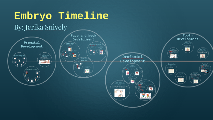 Embryo Timeline by jerika snively on Prezi