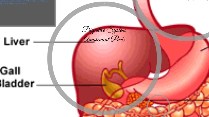 Digestive System Amusement Park by Donovan Aggie on Prezi