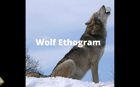 Wolf Ethogram by Ciera Gary on Prezi