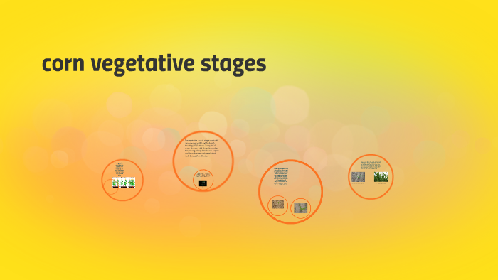 corn vegetative stages by marciana santos