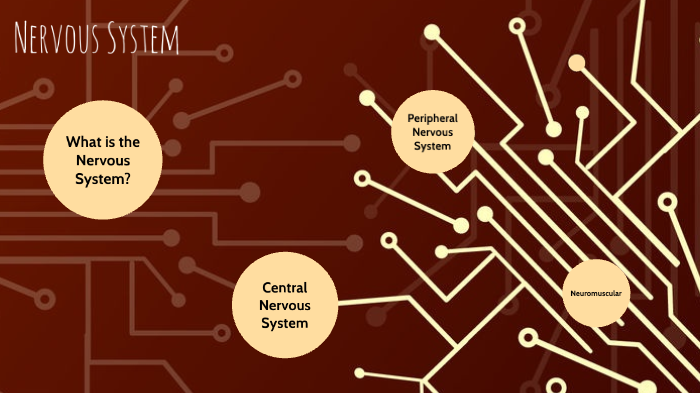 Nervous System by bryce headrick on Prezi