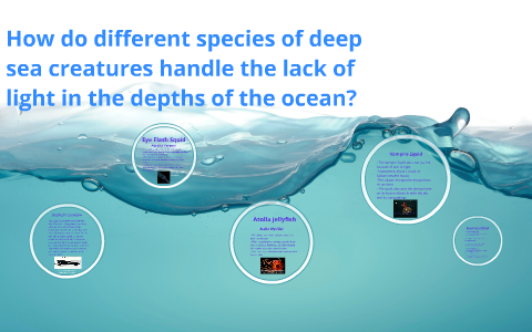 How do different species of deep sea creatures handle the lack of light ...