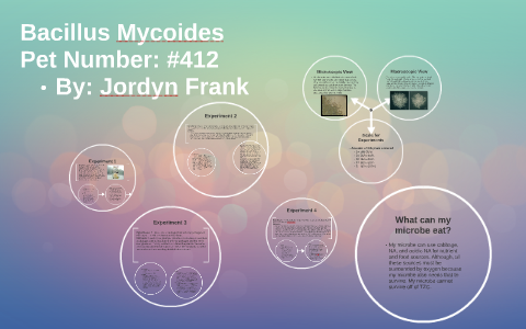 Bacillus Mycoides by Jordyn Frank on Prezi