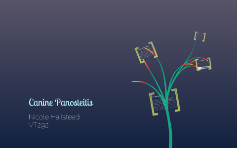Panosteitis by Nicole Hallstead on Prezi