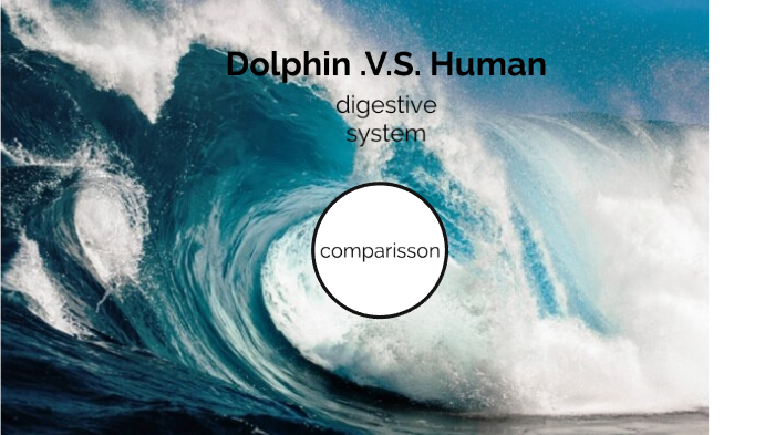 Dolphins vs human digestive system by Ashton Witcomb on Prezi