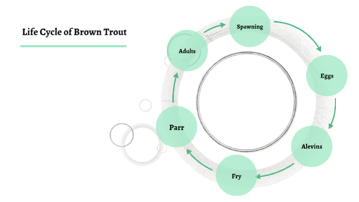 Brown Trout Life Cycle by Ali Teeple