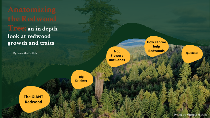 Anatomizing the Redwood Tree: an in depth look at redwood growth and ...