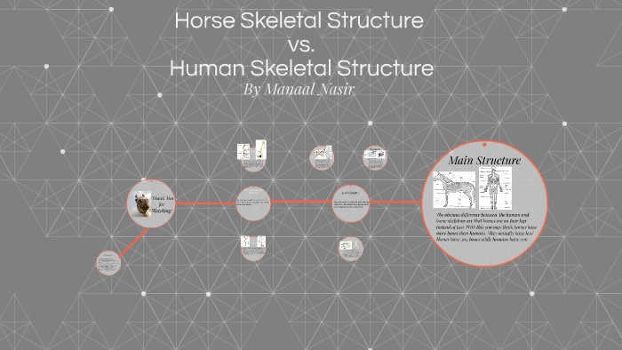 Horse Skeletal Structure vs. A Human Skeletal Structure by Manaal Nasir ...