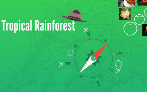 Tropical Rainforest by kayla haney on Prezi
