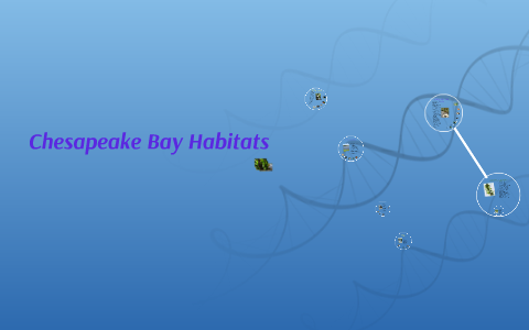 Chesapeake Bay Habitats by Desmond Jones on Prezi