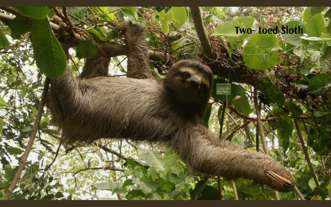 Two- toed Sloth by Bryan Vernon on Prezi
