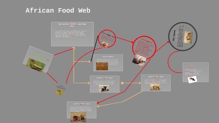 African Food Web by carter sadler on Prezi