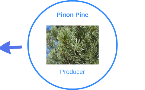 California Mojave Desert Food web by Marlowe Macaranas on Prezi