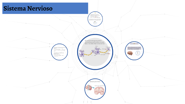 Sistema Nervioso by Joshua Contreras