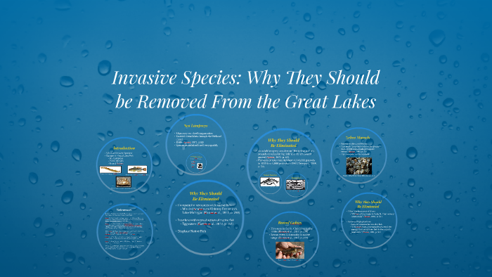 Invasive Species: The Downfall of Great Lakes Fishes by Joseph Westrick ...