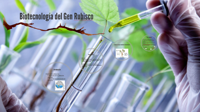 Biotecnología del Gen Rubisco by William Sanchez Hernandez on Prezi