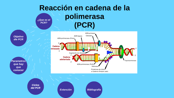 PCR by Steven Jacome on Prezi