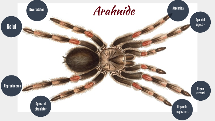 arahnide by Eugenia Tonofrei on Prezi