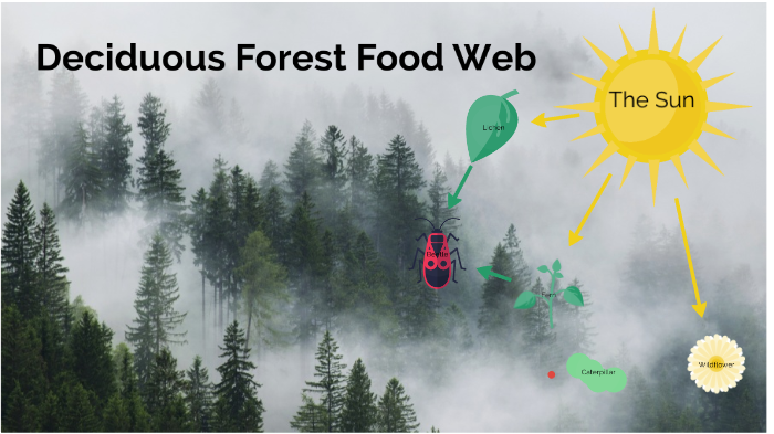 The Deciduous Forest Food Web by Tate Morrison on Prezi