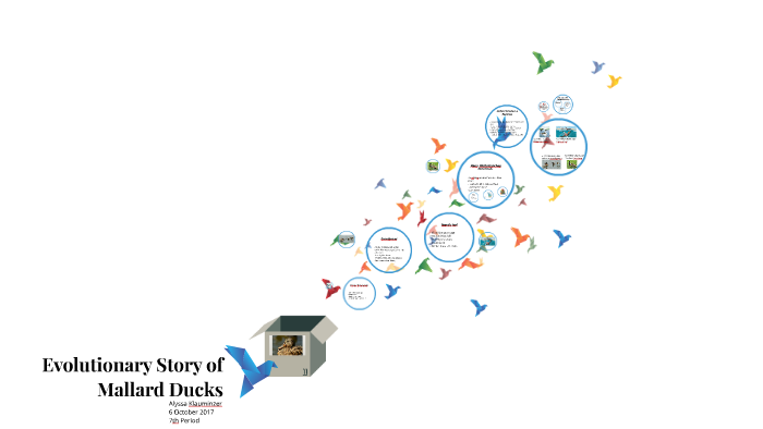 Evolution of Mallard Ducks by Alyssa Klauminzer on Prezi